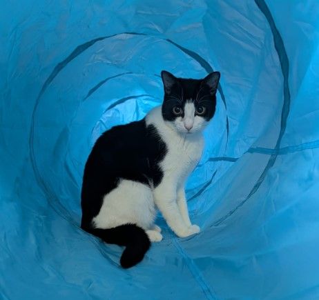 Bart - Friends of Felines